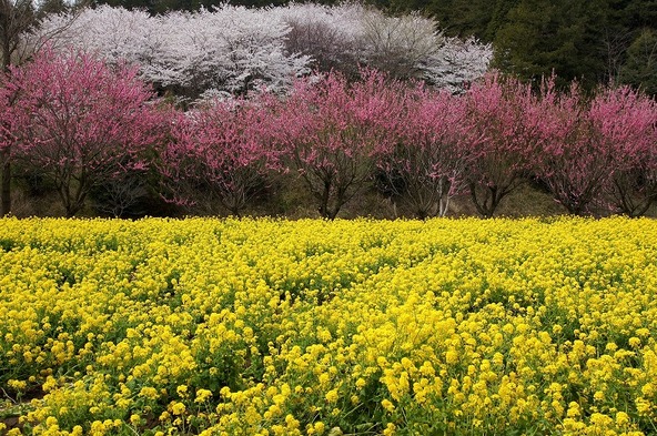 【2025】関東の菜の花畑32選! 見頃は?菜の花祭りや穴場も紹介 いこーよとりっぷ