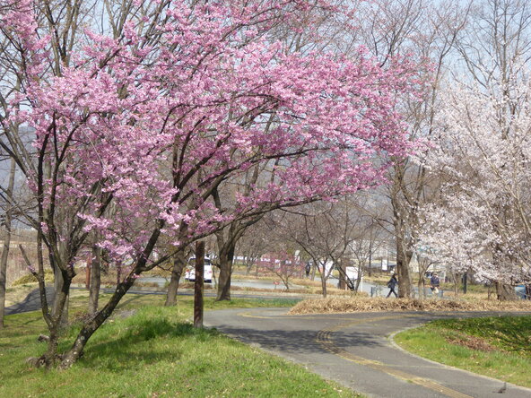 山梨県森林公園 金川の森 豊かな自然が広がる森林公園で 一日たっぷりと遊ぼう！ 山梨県笛吹市 いこーよとりっぷ