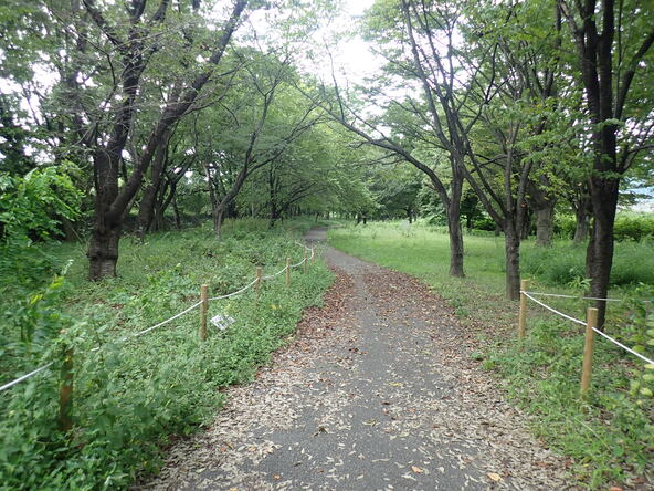 山梨県森林公園 金川の森 豊かな自然が広がる森林公園で 一日たっぷりと遊ぼう！ 山梨県笛吹市 いこーよとりっぷ
