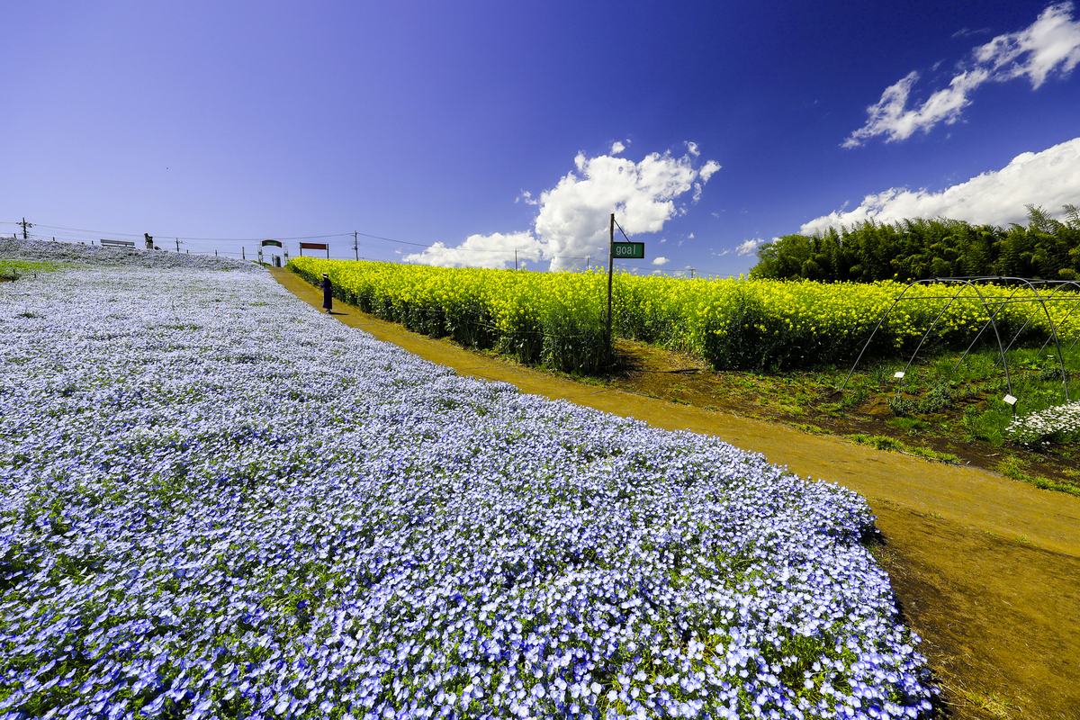 ネモフィラ・ポピー祭り - IBECO